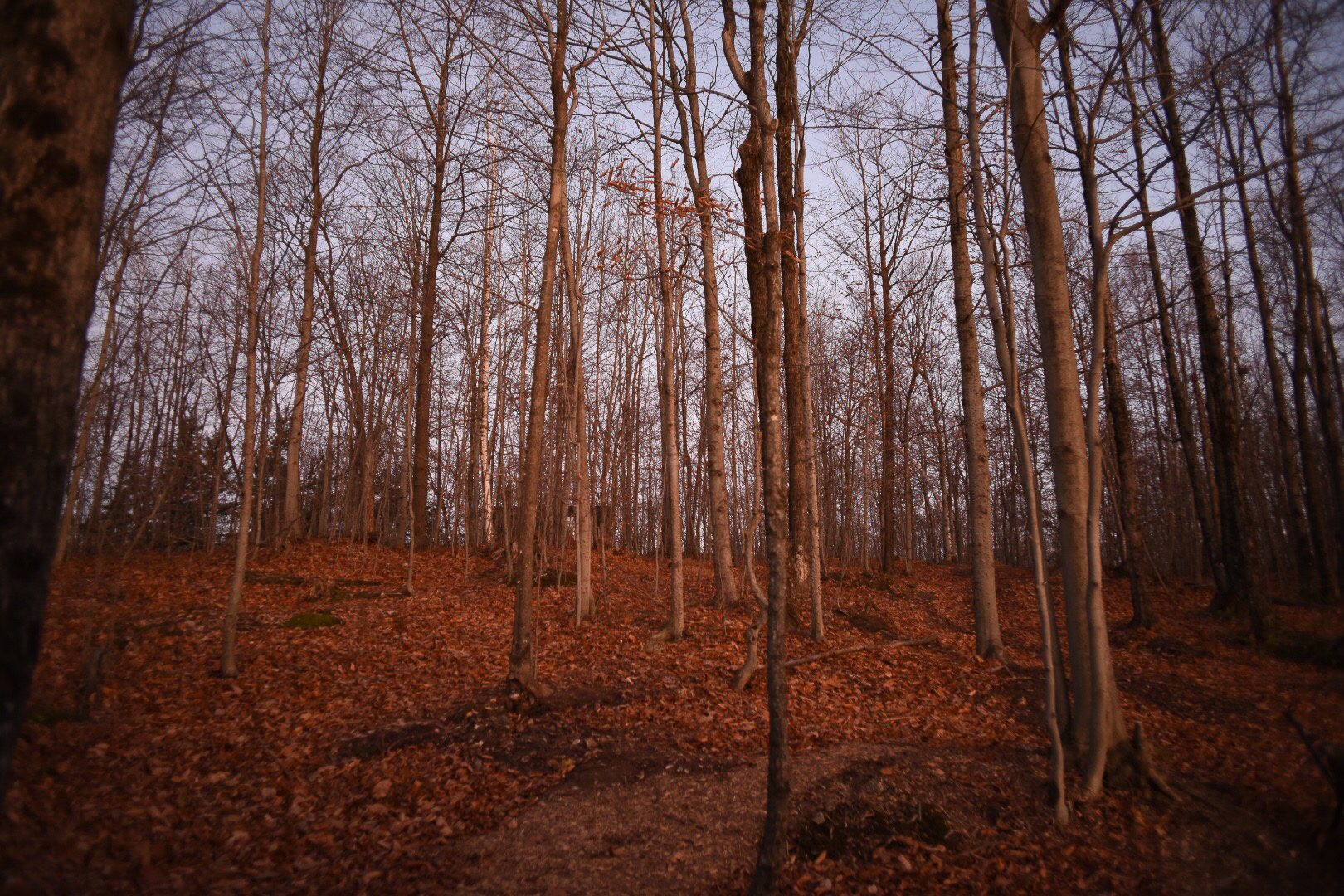 La Station du chêne rouge | Blogue de Rando Québec